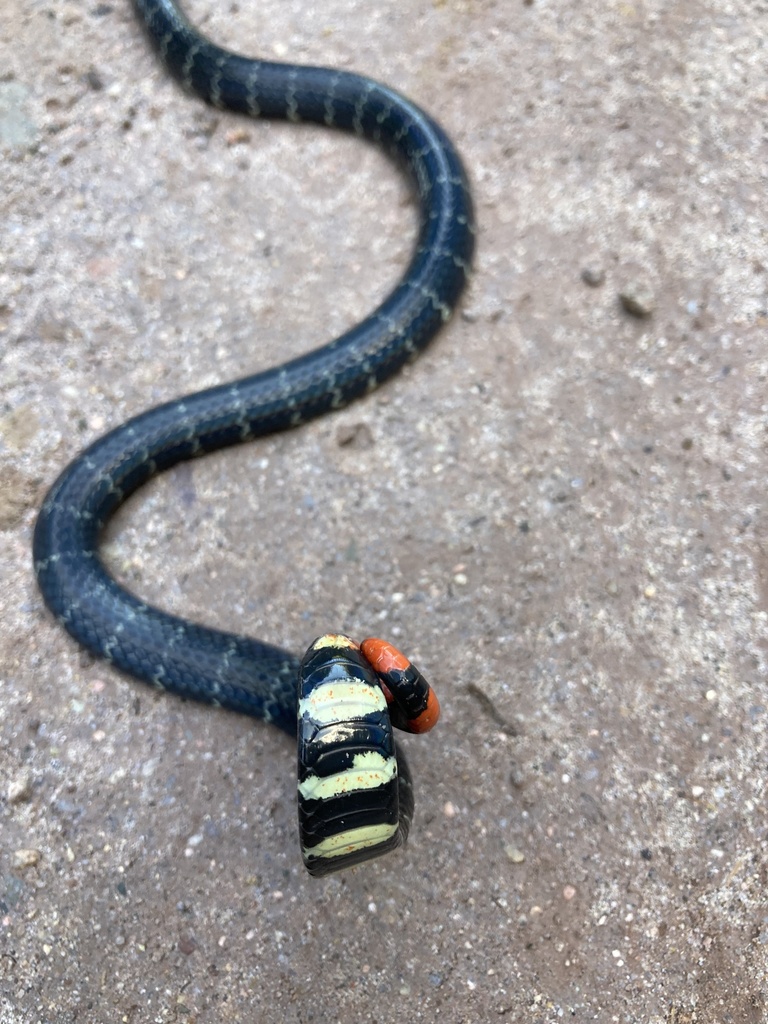 Micrurus mipartitus anomalus from La Paz, Cesar, CO on October 3, 2021 ...