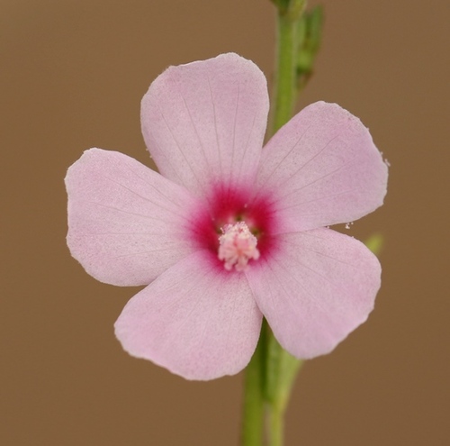 Cadillo de Perro (Urena sinuata)
