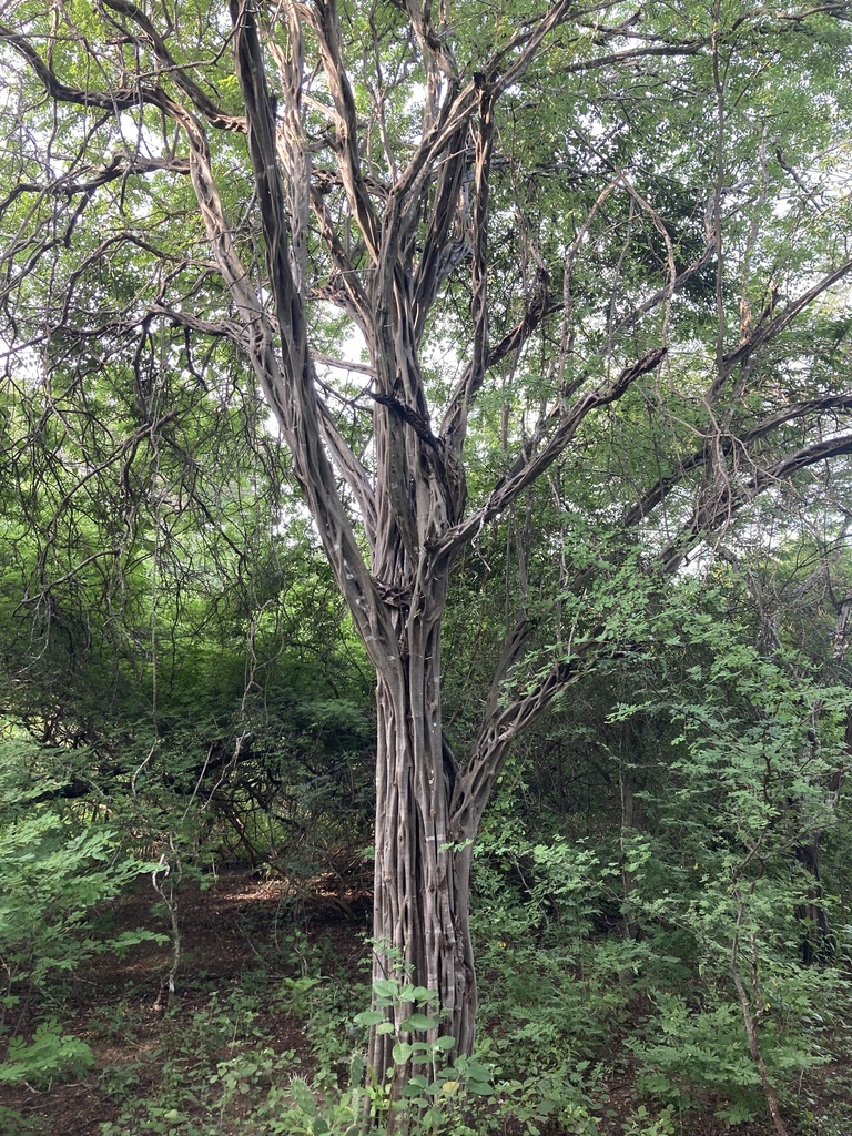 Haematoxylum from Riohacha, La Guajira, CO on September 30, 2021 at 07: ...