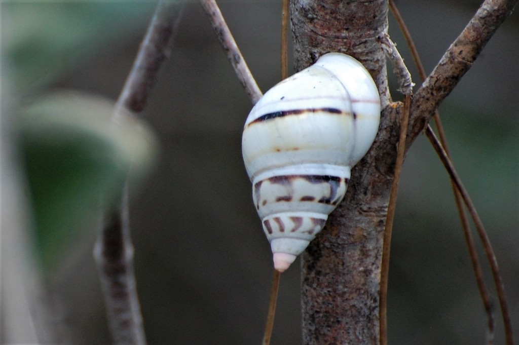Florida Tree Snail from Miami-Dade County, FL, USA on January 11, 2020 ...