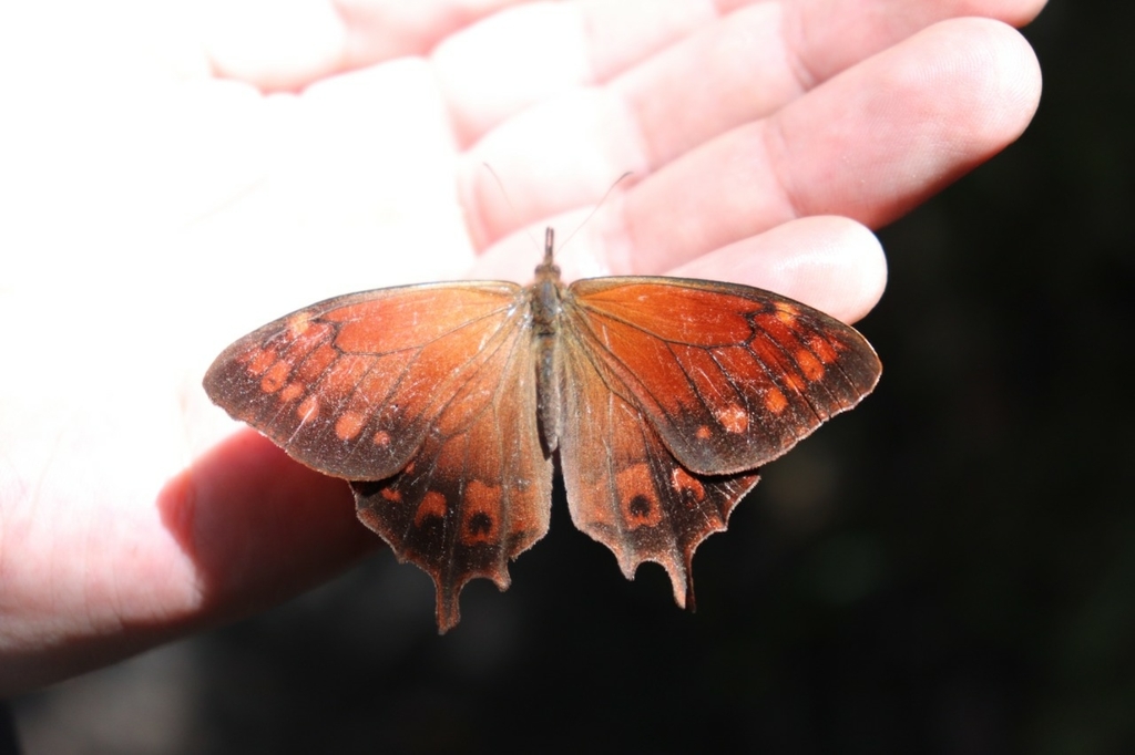 Lasiophila circe arithmetica from Reserva Forestal Pionono on October ...