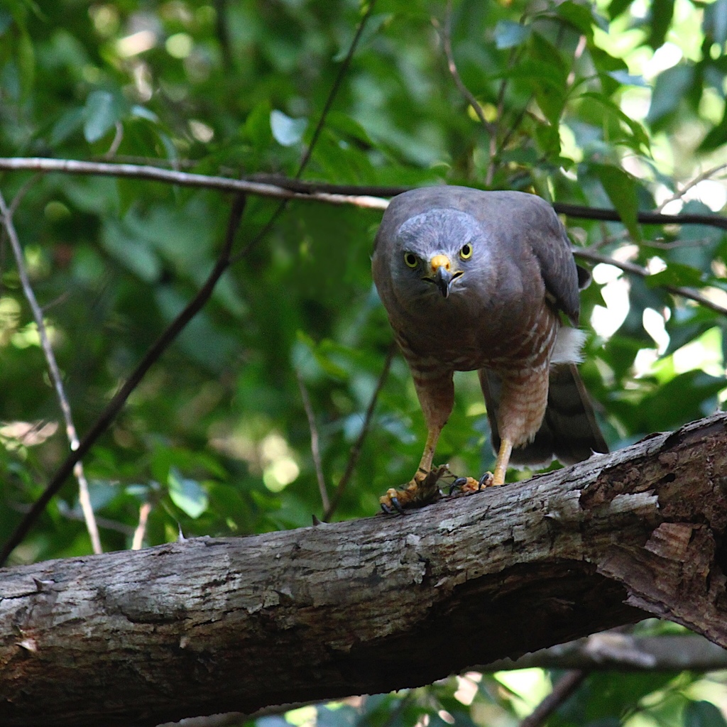 Roadside Hawk from Benito Juárez, QROO, Benito Juárez, QROO, MX on ...