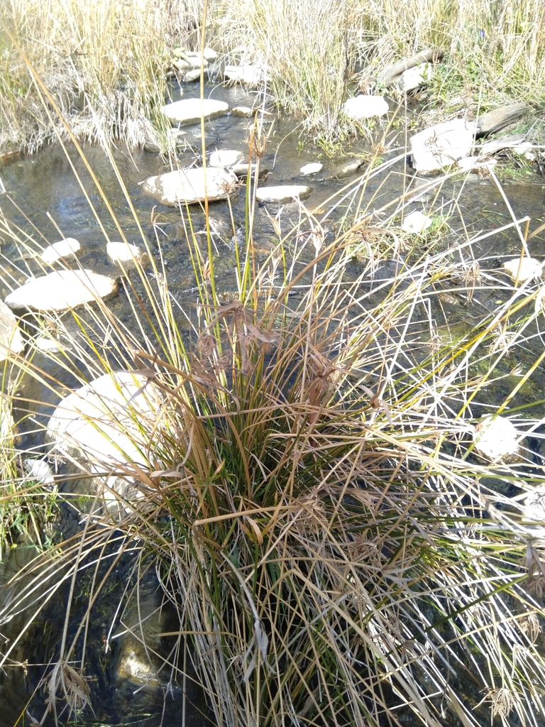 Stiff-leaved Flat-sedge from Williamstown SA 5351, Australia on August ...