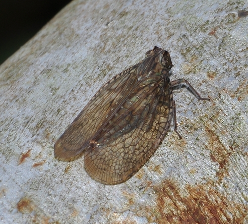 Genus Pisacha · iNaturalist