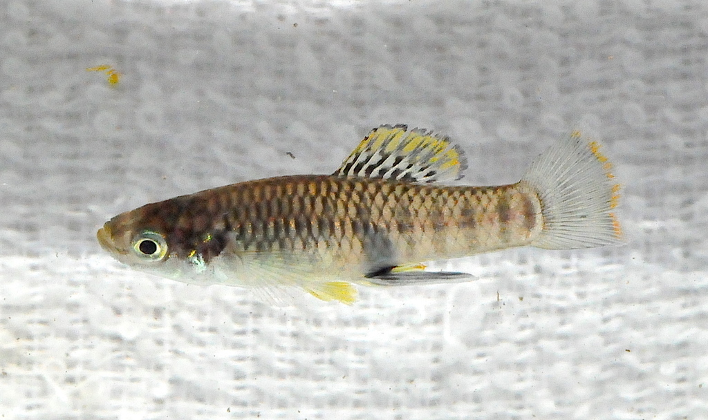 Olomina Toothcarp from 10.86298 -85.42132 on March 12, 2015 by Michael ...