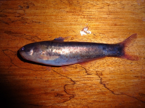 Cetopsis montana · iNaturalist