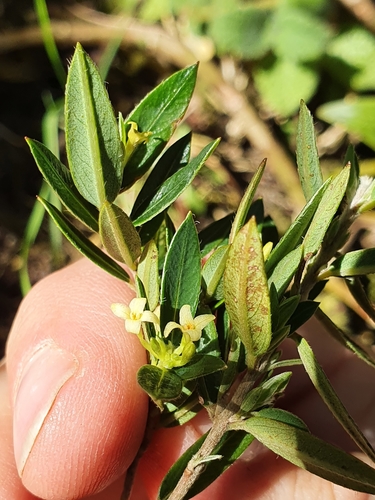 Pimelea umbratica · iNaturalist