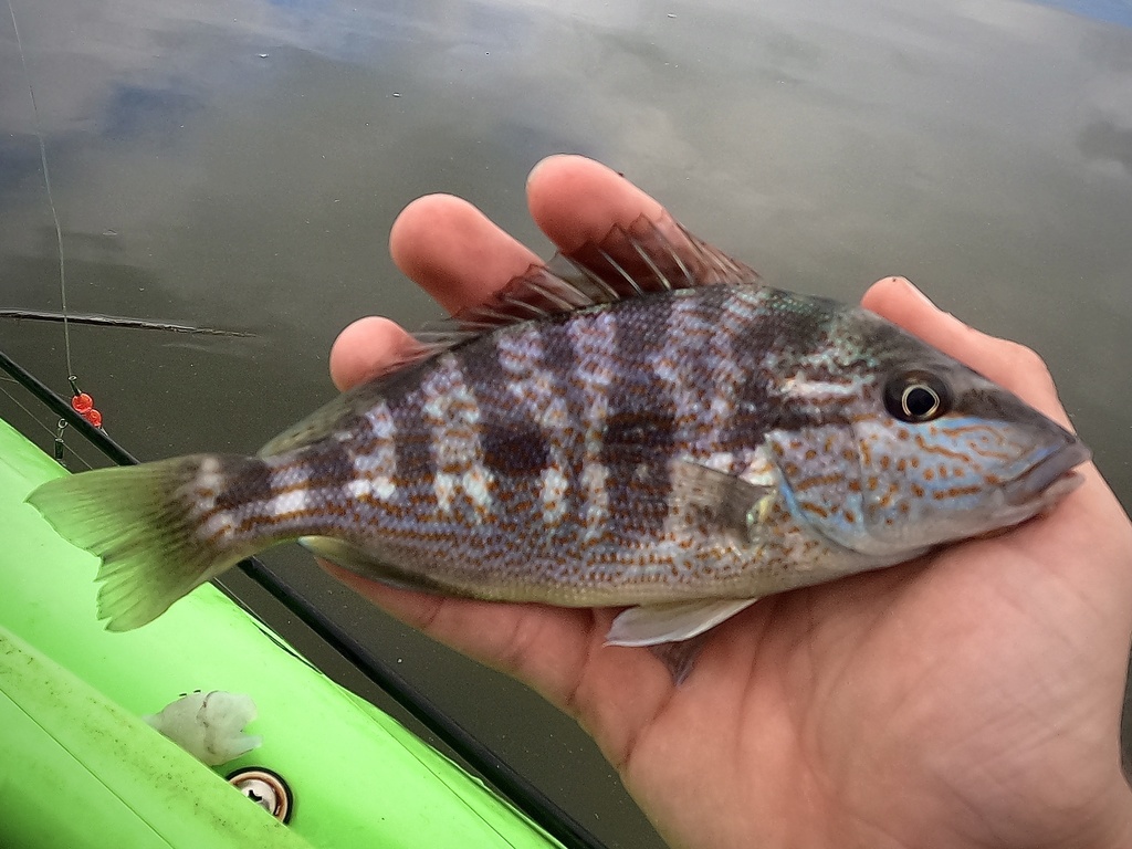 Pigfish from Shem Creek, Mount Pleasant, SC, US on October 3, 2021 at ...