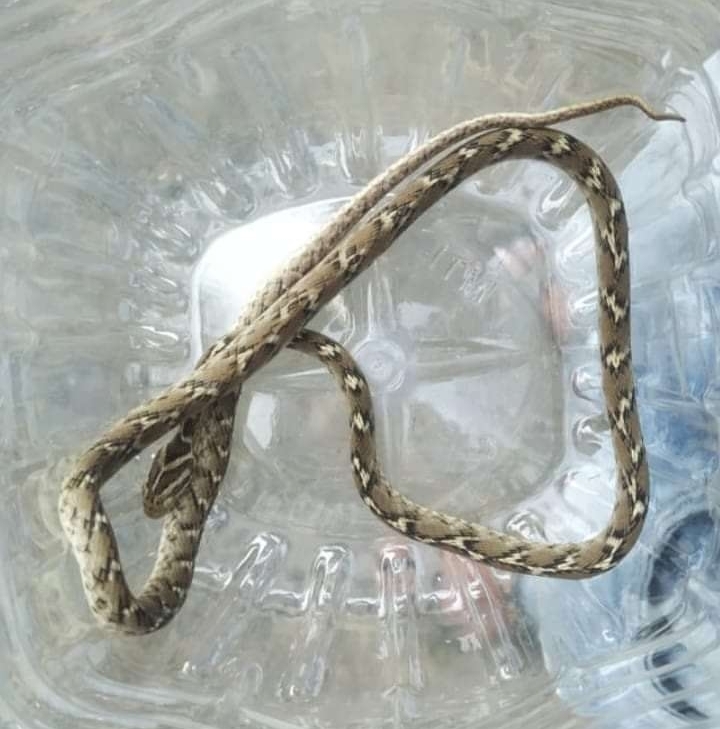 Common Cat Snake from Unnamed Road, Chhattisgarh 495117, India by Abhay ...
