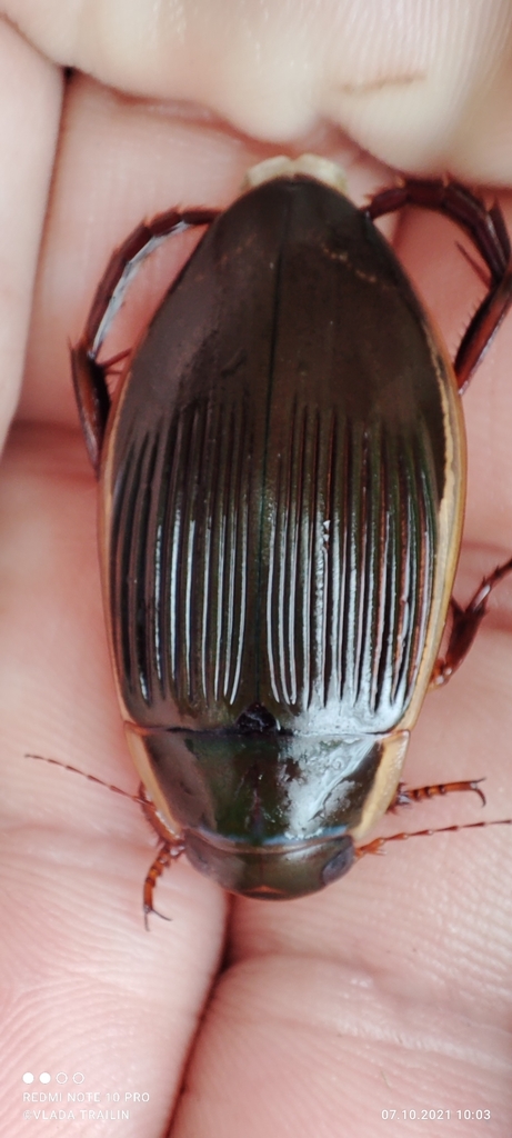 King Diving-beetle from Kojice 78, 533 12 Kojice, Česko on October 7 ...
