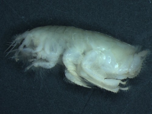 Haustorius arenarius · iNaturalist