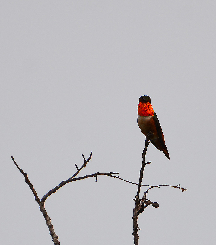 Allen's Hummingbird from Lake Elizabeth on March 13, 2015 by Henry ...