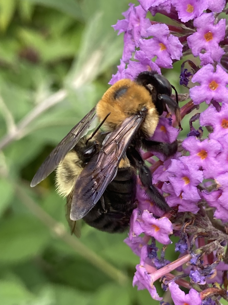 Common Eastern Bumble Bee from Berlin Tpke, Newington, CT, US on ...
