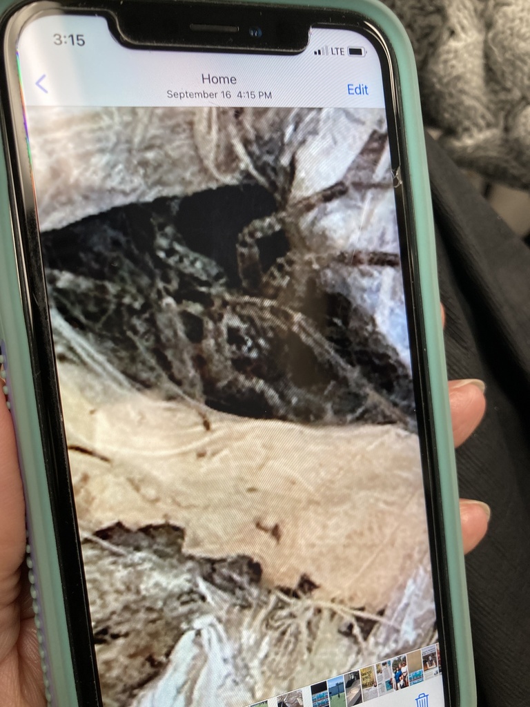 Grass Spiders from Montgomery Rd, Cincinnati, OH, US on October 07 ...