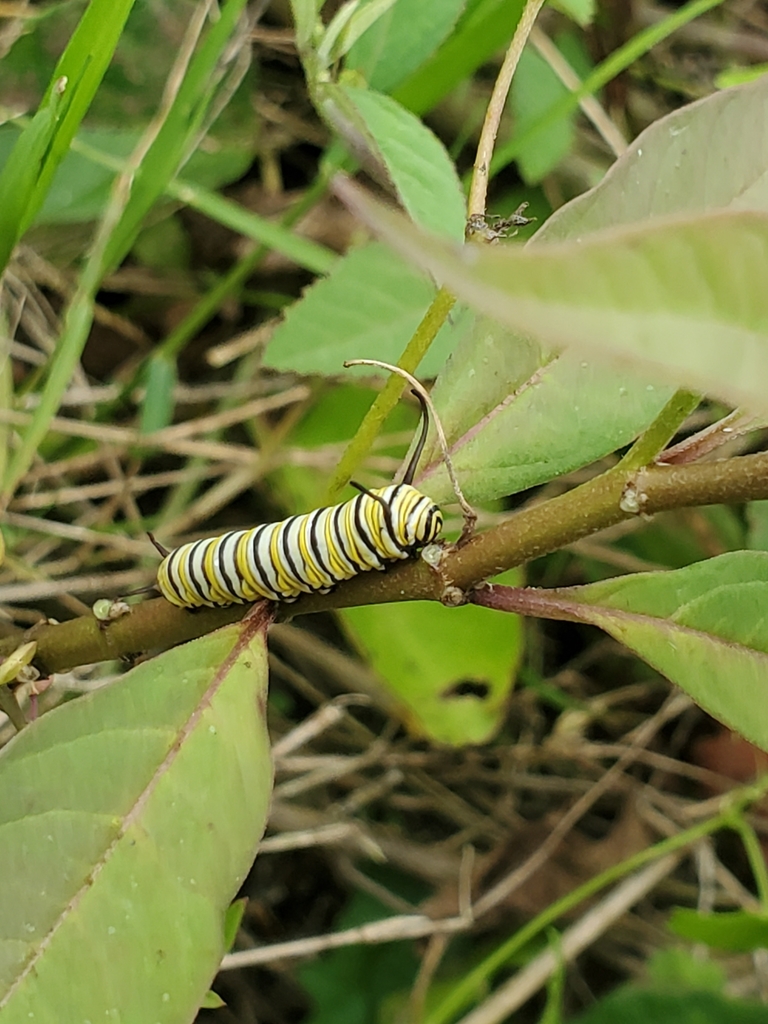 Monarch from 4F75+5G6, Ecuador on October 5, 2021 at 10:30 PM by ...