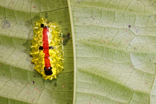 Acraga melinda · iNaturalist