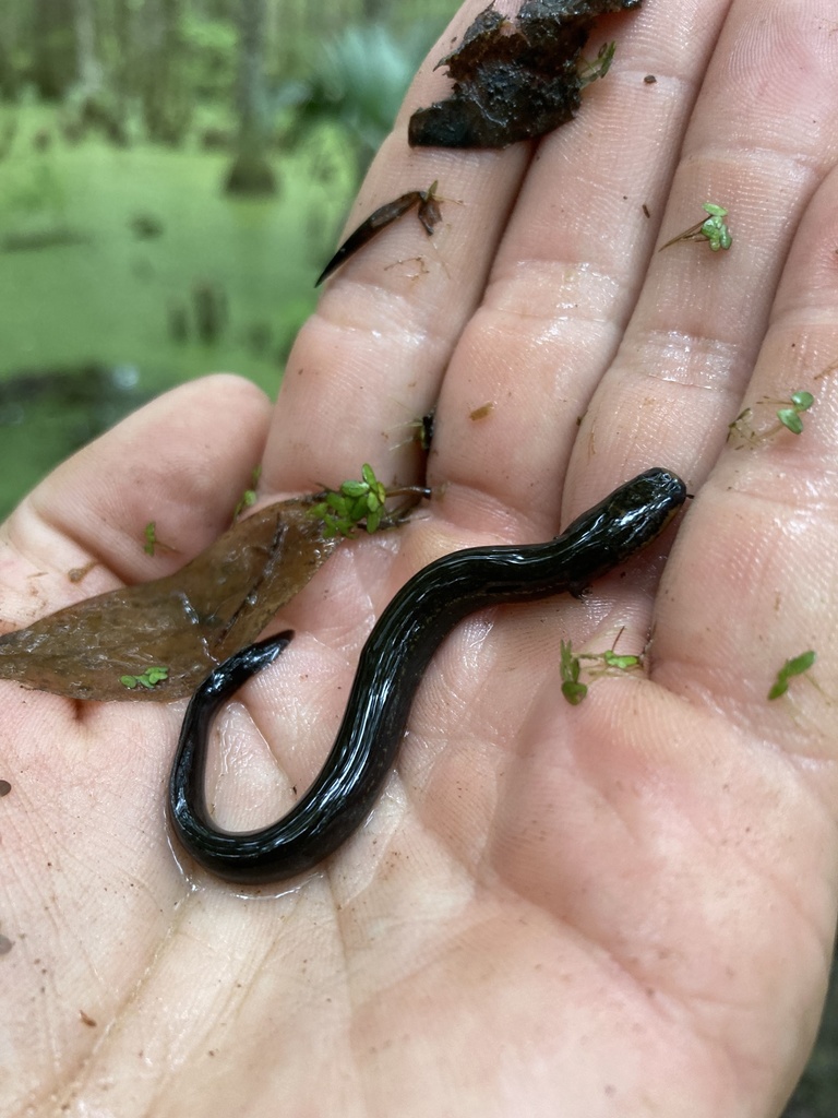 Lesser Siren in August 2021 by Andrew Austin · iNaturalist