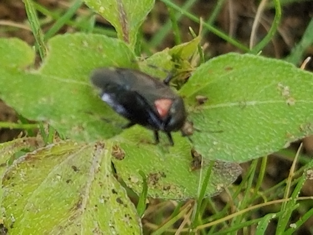 Deraeocoris sayi from Nedderman Hall Route, Arlington, TX 76010, USA on ...