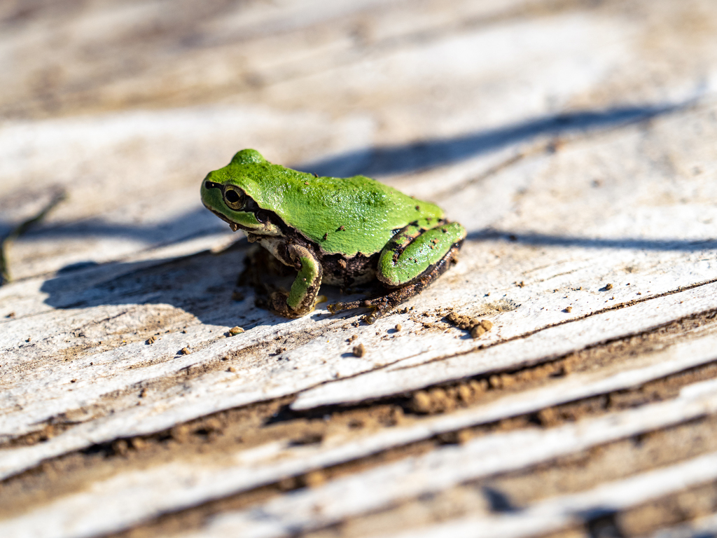 Japanese Tree Frog from Shimowada, Yamato, Kanagawa 242-0015, Japan on ...