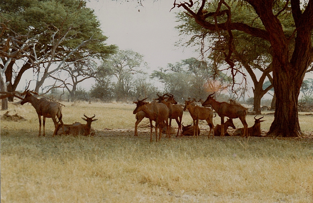 Common Tsessebe from Ngamiland East, Botswana on September 04, 1990 by ...