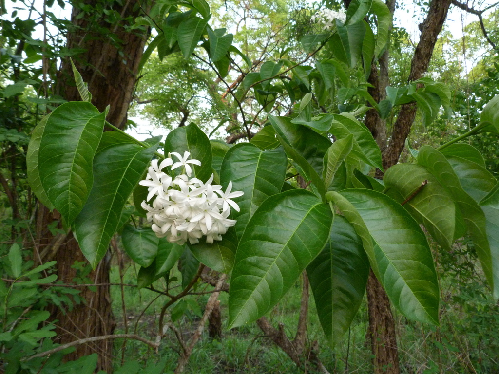 indrajao from Muanza, Mozambique on November 15, 2011 at 05:12 PM by ...