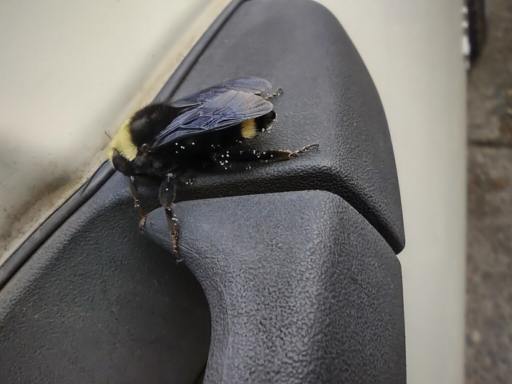 Yellow-faced Bumble Bee from 18th St NE, Salem, OR, US by Kassi Roosth · iNaturalist