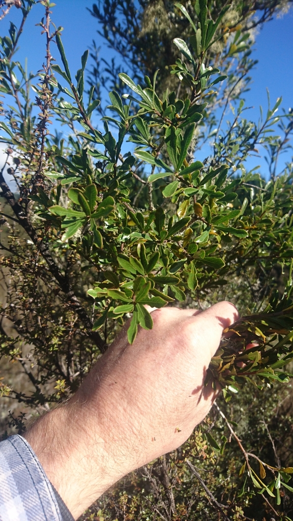 Pittosporum turneri from Hatepe, New Zealand on April 24, 2018 at 02:22 ...