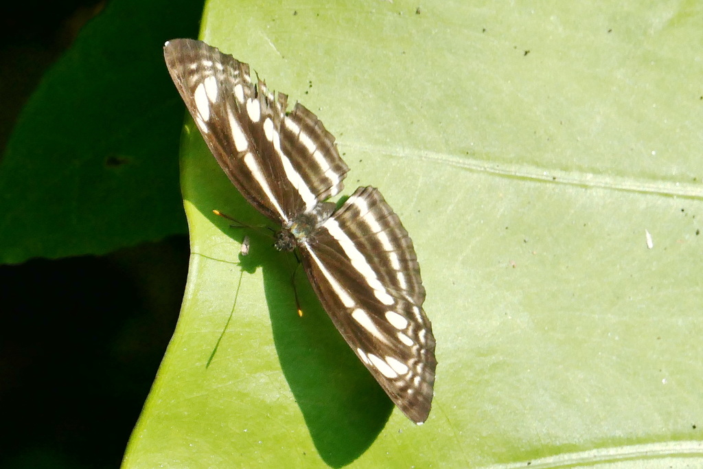 Southern Sullied Sailer from 香港大嶼山 on September 29, 2021 at 10:28 AM by ...