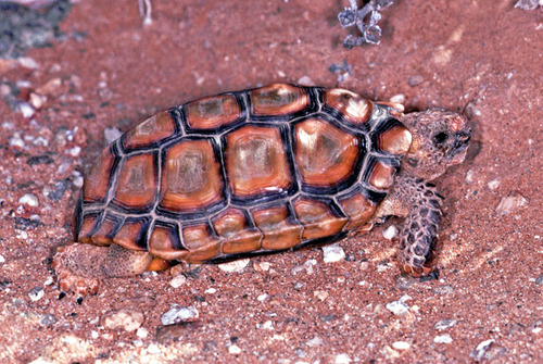 Berger's Cape Tortoise (Homopus solus) · iNaturalist United Kingdom