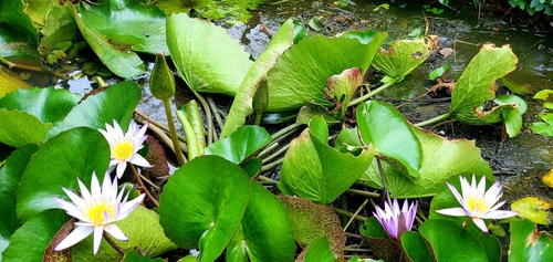 Nymphaea Stellata Species Special: Dwarf Lily (Nymphaea Stellata)