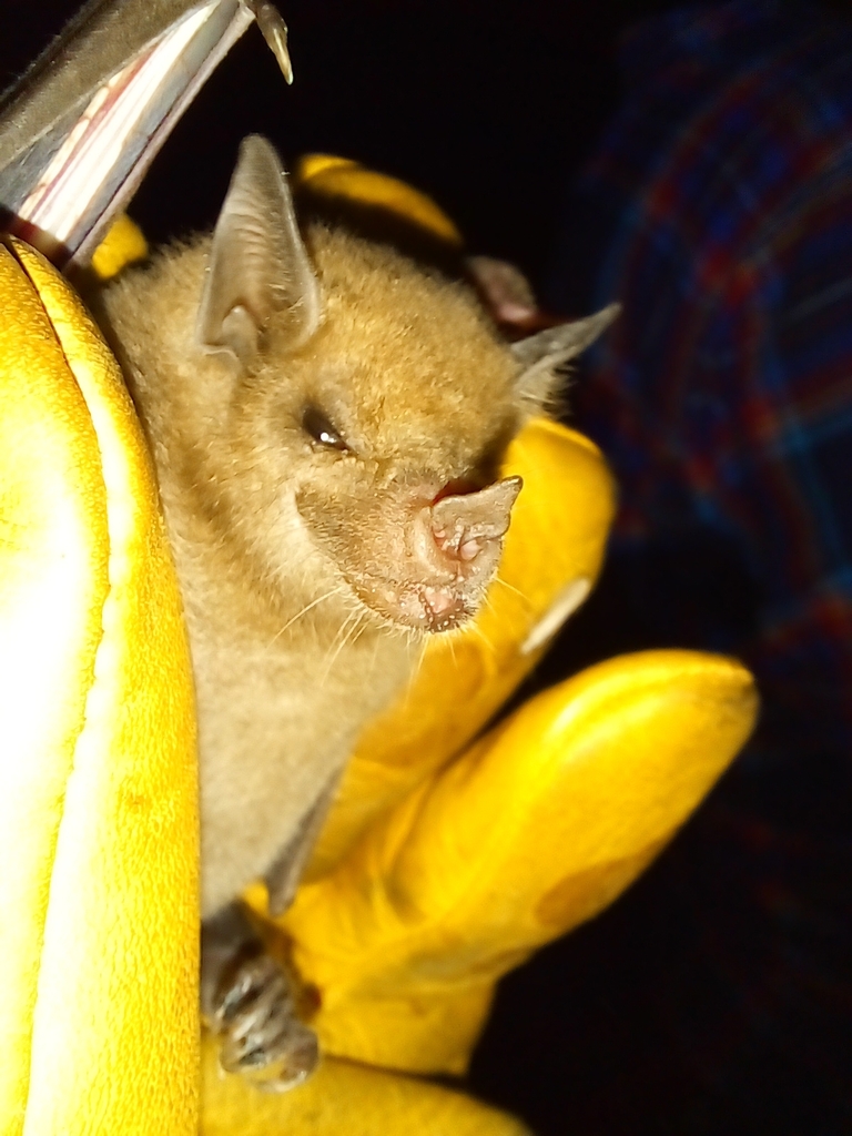 Lesser Long-nosed Bat in October 2021 by Miguel Cervantes · iNaturalist