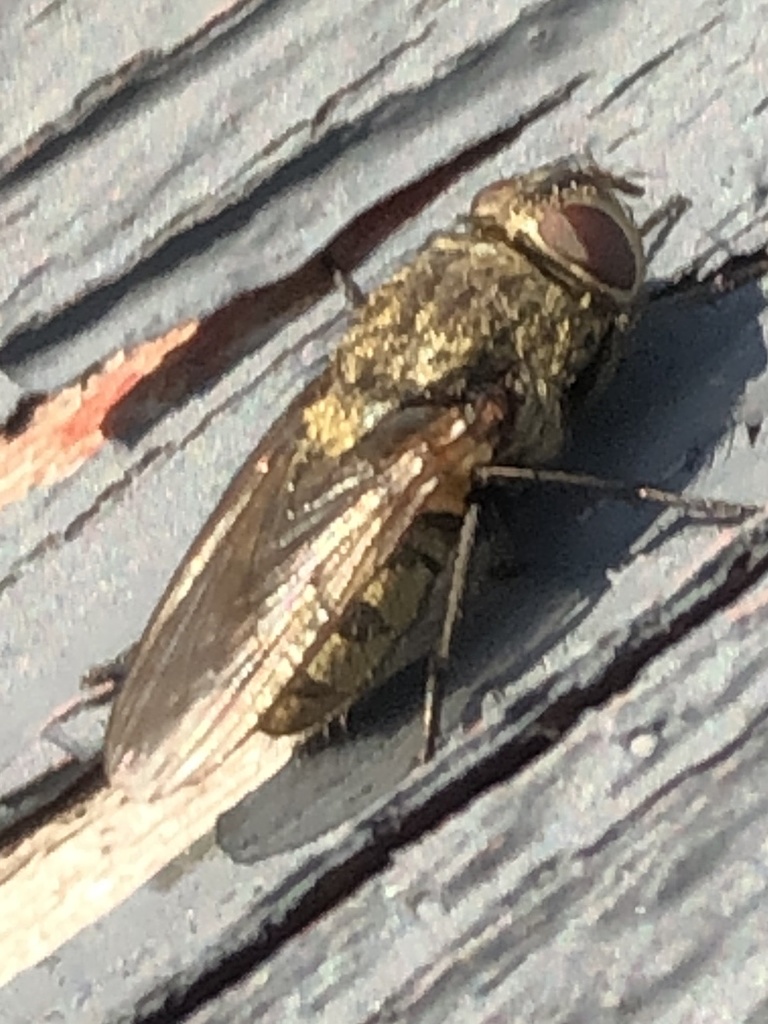 Calyptrate Flies from Tisetvej, Mårslet, Midtjylland, DK on October 9 ...