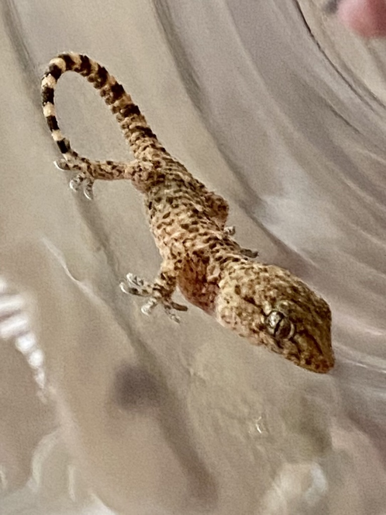 Moorish Gecko from S Water St, Wilmington, NC, US on October 9, 2021 at ...