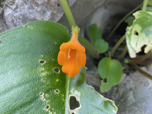 Microchirita marcanii · iNaturalist