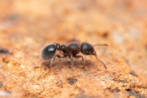 Gabonense-group Fierce Ants (Complex Tetramorium gabonense) · iNaturalist