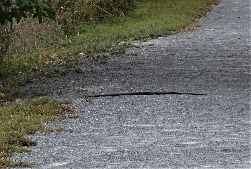Colubrine Snakes from Milton, DE 19968, USA on October 09, 2021 at 08: ...