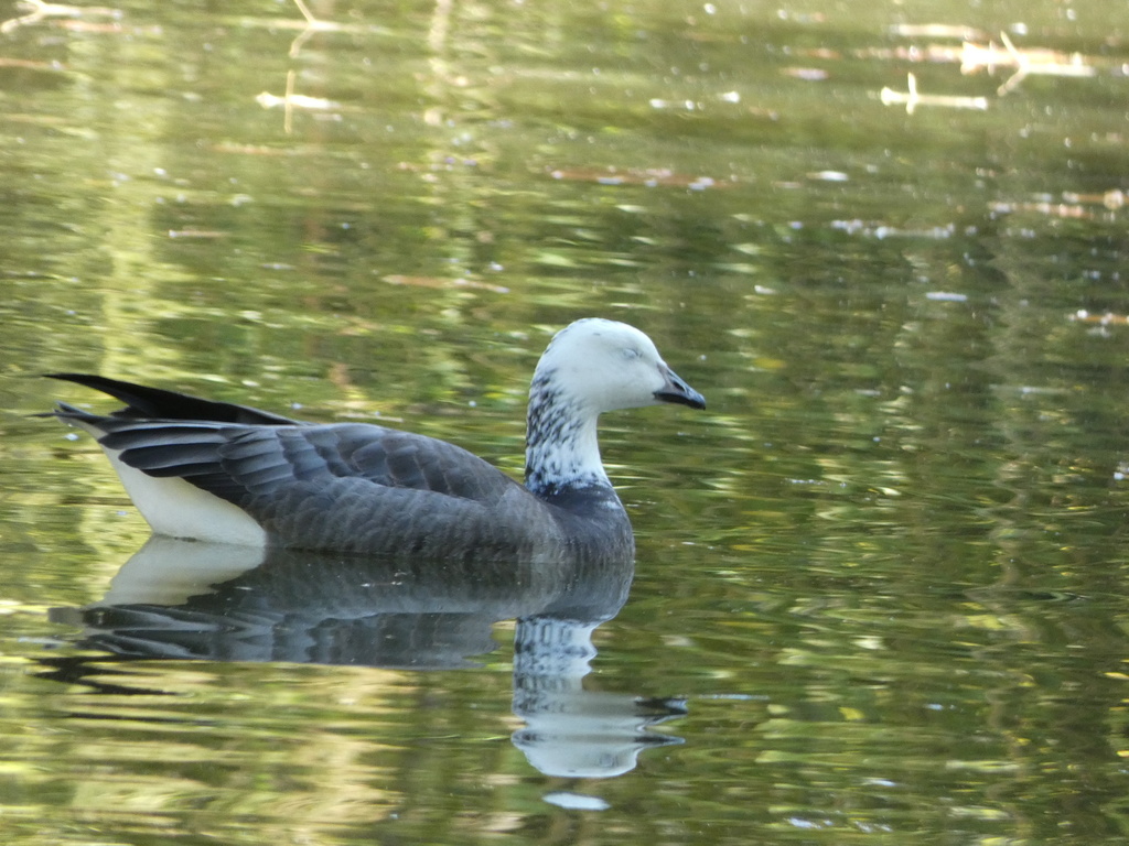 Black Geese × Grey Geese from Jardin Public, Bordeaux, Aquitània, FR on ...