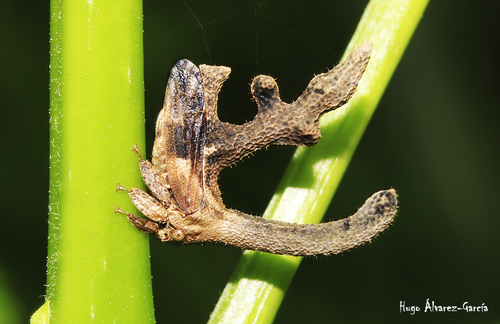 Cladonota yucatanensis · iNaturalist
