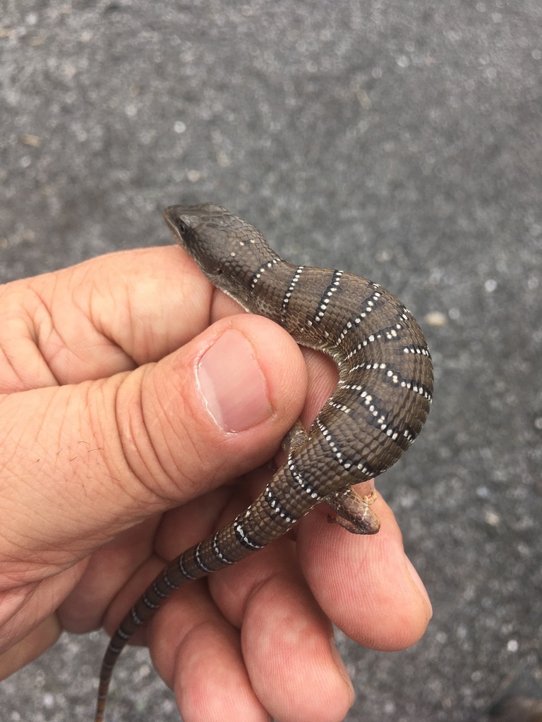Alligator Lizard Gerrhonotus Gerrhonotus Rhombifer | The Reptile
