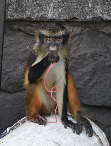 Fire-bellied Wolf’s Monkey (Subspecies Cercopithecus wolfi pyrogaster ...