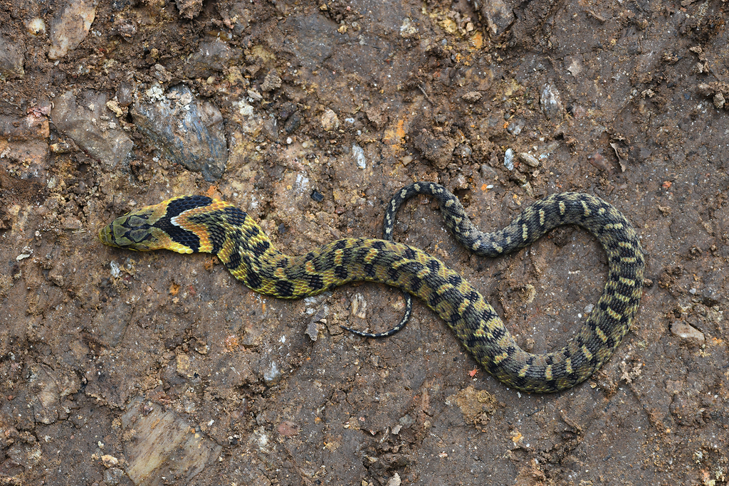 Big-eyed Bamboo Snake from Yangbi Yi Autonomous County, Dali, Yunnan ...