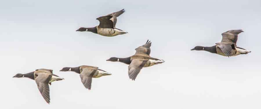 Brant in April 2018 by Carl Flatow · iNaturalist