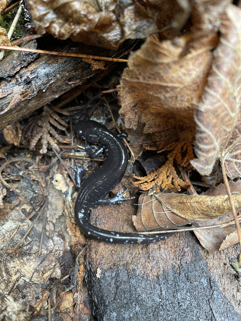 Blue-spotted Salamander from Superior National Forest, Ely, MN, US on ...