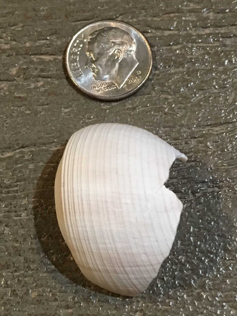 Florida Pear Whelk from Beaufort County, US-SC, US on April 24, 2018 at ...