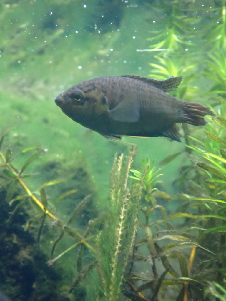 Fork tailed paradisefish in November 2020 by Nian-Hong Jang-Liaw ...