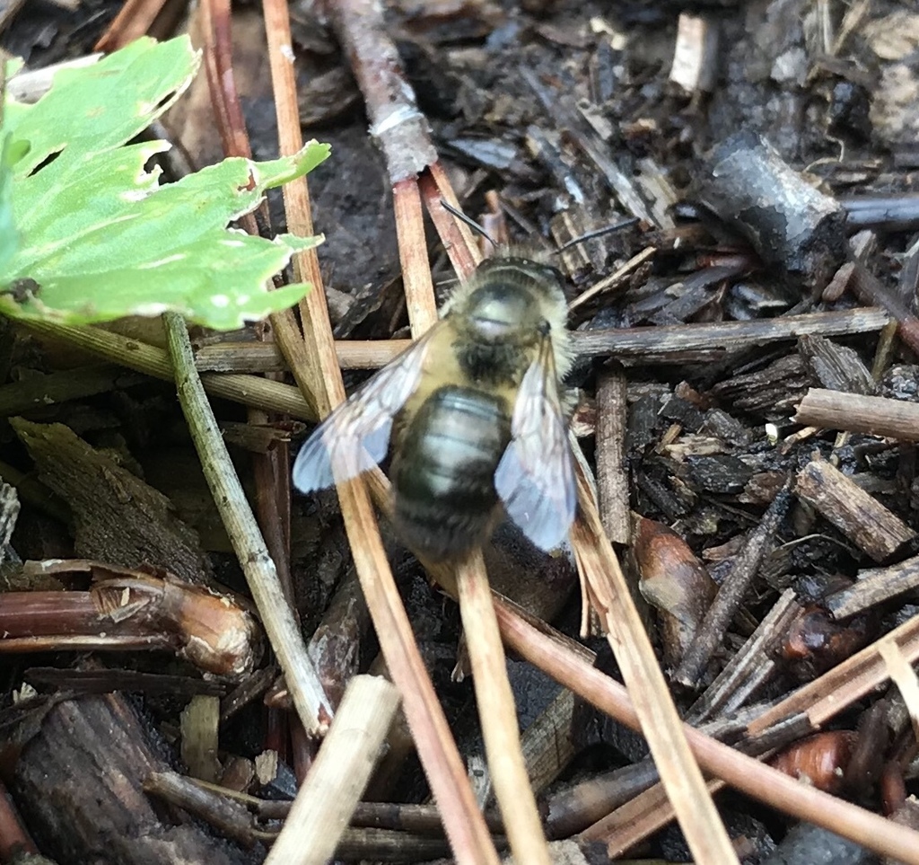 Taurus Mason Bee from 6668 Jocelyn Hollow Rd, Nashville, TN, US on ...