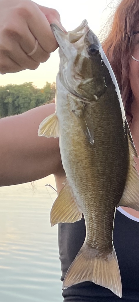 Black Basses on October 10, 2021 at 01:32 PM by Nerdy Girl · iNaturalist