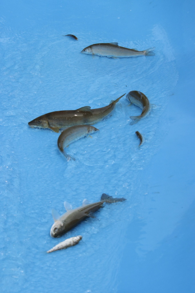 Mountain Whitefish from Alberta, Canada on October 09, 2021 at 12:52 PM ...