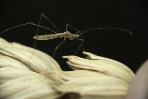 Metacanthus meridionalis · iNaturalist Panamá