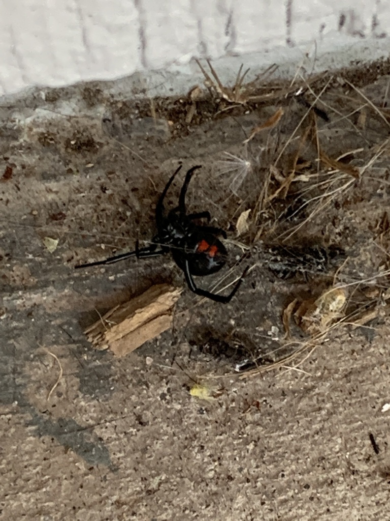 Western Black Widow from Coconino National Forest, Flagstaff, AZ, US on ...